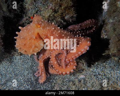 White spotted octopus (Callistoctopus Octopus macropus) at night. Dive ...