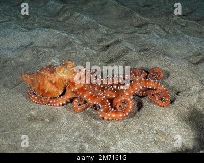 White spotted octopus (Callistoctopus Octopus macropus) at night. Dive ...
