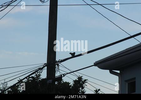 Squirrel on the telephone cable line Stock Photo - Alamy