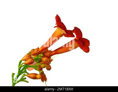 Campsis Tecoma radicans flower also known as trumpet vine trumpet ...