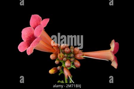 Campsis Tecoma radicans flower also known as trumpet vine trumpet ...