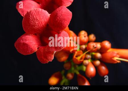 Campsis Tecoma radicans flower also known as trumpet vine trumpet ...
