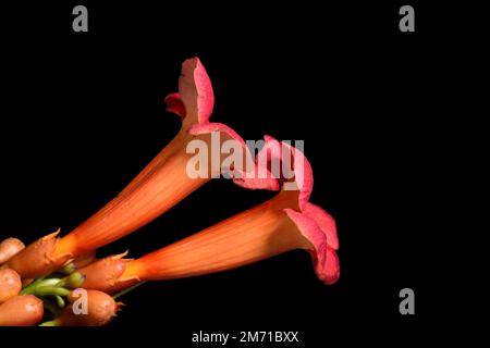 Campsis Tecoma radicans flower also known as trumpet vine trumpet ...
