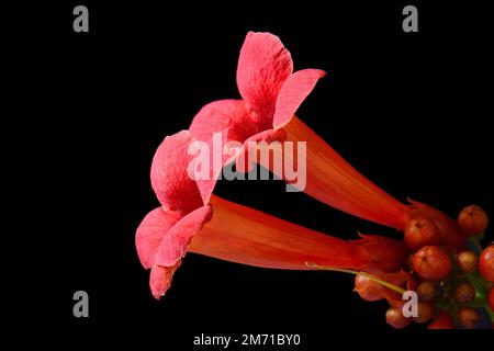 Campsis Tecoma radicans flower also known as trumpet vine trumpet ...
