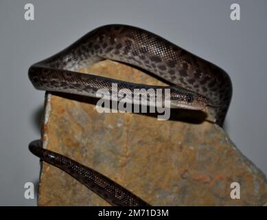 Brown Rainbow Boa (Epicrates maurus Stock Photo - Alamy