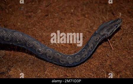 Brown Rainbow Boa (Epicrates maurus Stock Photo - Alamy