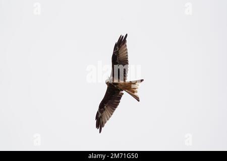 Red kite eating it's latest catch Stock Photo - Alamy