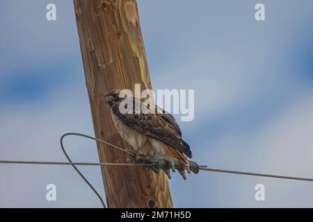 Red-tailed hawk, hawk bird. Halcon cola Roja, ave halcon. Rancho los ...