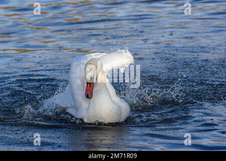 Mute swan having a clean Stock Photo - Alamy