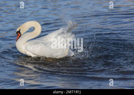 Mute swan having a clean Stock Photo - Alamy