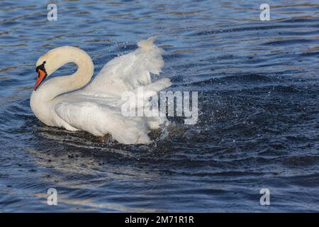 Mute swan having a clean Stock Photo - Alamy