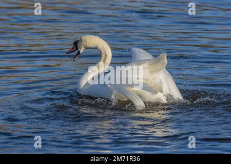 Mute swan having a clean Stock Photo - Alamy