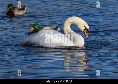 Swan catching the sunlight Stock Photo - Alamy