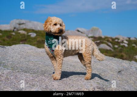 Cockapoo dog exploring some hiking trails on the Isle of Arran ...