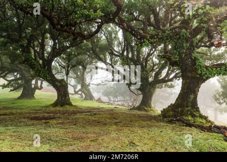 The ancient fairy forest of Fanal on a misty day, an beautiful ...
