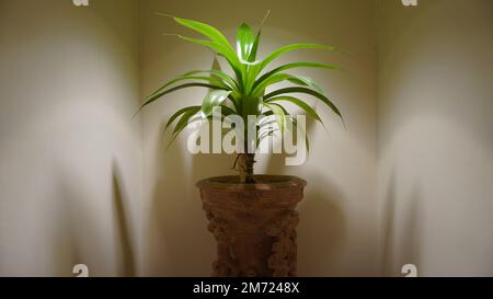 isolated pandanus plants in clay pots as decoration Stock Photo - Alamy