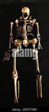 Prehistoric human skeleton that was discovered by the Indonesia's ...
