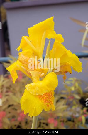 beautiful yellow-colored canna indica lily flower plant Stock Photo - Alamy