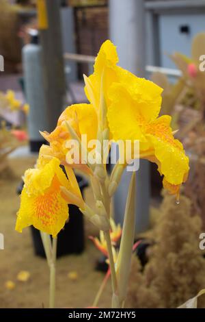 beautiful yellow-colored canna indica lily flower plant Stock Photo - Alamy