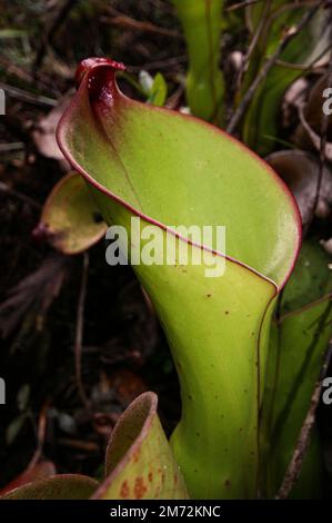 Carnivorous pitcher plant (Heliamphora uncinata), Amuri Tepui, Chimanta ...
