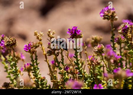 A selective focus of a Meloinae on lilac flowers growing in the Atacama ...