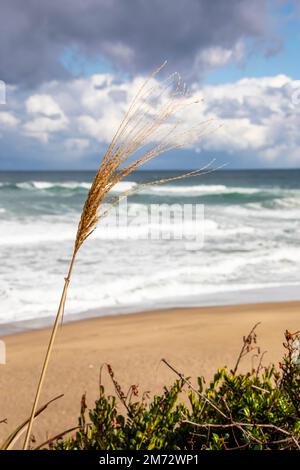 the view of Hakuto Coast in Tottori Japan. It has a beautiful sandy ...