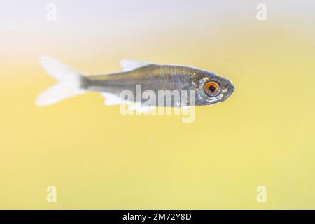 Sunbleak or Belica freshwater fish (Leucaspius delineatus) on white ...