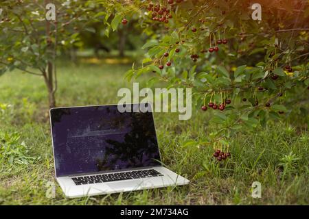 Laptop on green grass laptop and cherry tree Stock Photo - Alamy