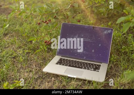 Laptop on green grass laptop and cherry tree Stock Photo - Alamy