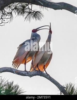 (FILE) Two crested ibises play in a tree in Huzhou, Zhejiang Province ...