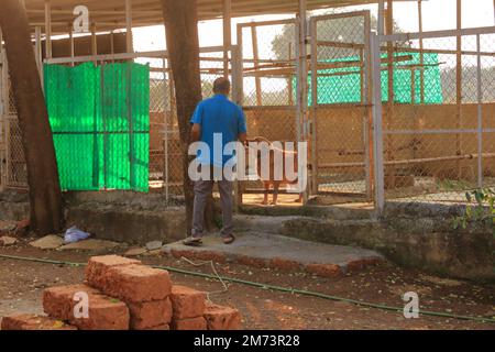 dogs in a Shelter for homeless dogs, india Stock Photo - Alamy
