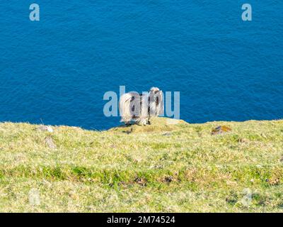 Sheep by the deep blue water Stock Photo - Alamy