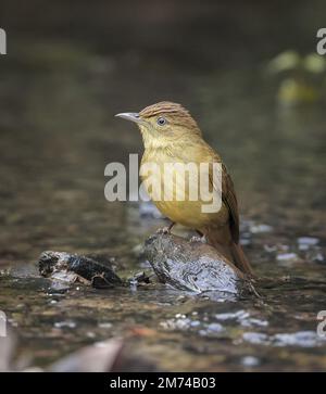 olive bulbul is a species of songbird in the bulbul family ...