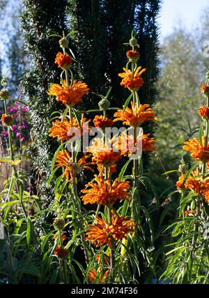Orange autumn flowers of lion's tail flower leonotis leonurus in UK ...
