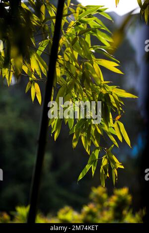 Bamboo in Baotu spring,Jinan,Shandong Stock Photo - Alamy