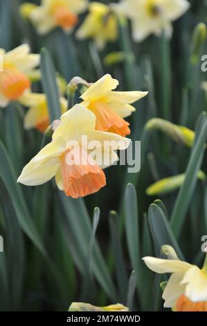 Yellow and orange split-cupped Collar daffodils (Narcissus) Tiritomba ...