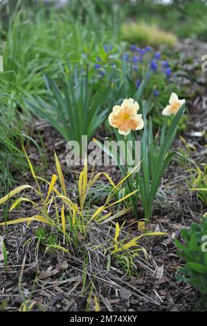 White and yellow split-cupped Collar daffodils (Narcissus) Trilune on ...