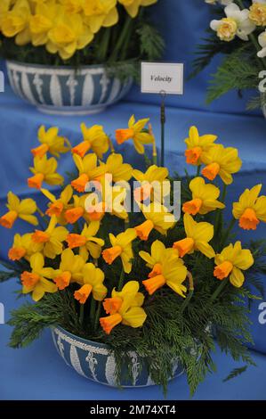 Yellow and Orange Cyclamineus daffodils (Narcissus) Velocity bloom in a ...