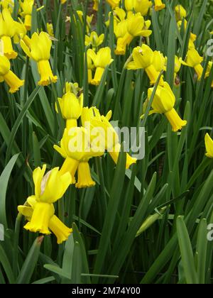 Yellow Cyclamineus daffodils (Narcissus) Warbler bloom in a garden in ...