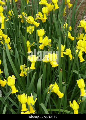Yellow Cyclamineus daffodils (Narcissus) Warbler bloom in a garden in ...
