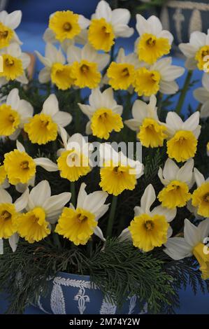 Yellow and white Cyclamineus daffodils (Narcissus) Jenny bloom in a ...