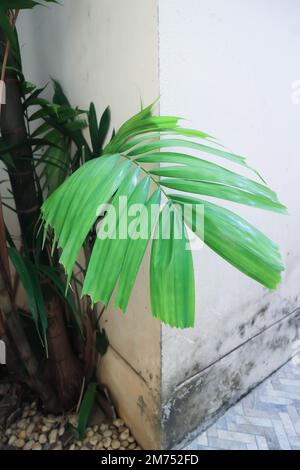 Adonidia merrillii, Livistona rotundifolia or Footstool Palm or ...