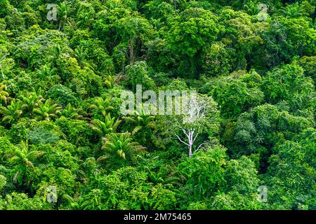 02 January 2023, Brazil, Manaus: A river flows through the Amazon ...