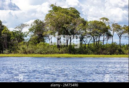 02 January 2023, Brazil, Manaus: A river flows through the Amazon ...