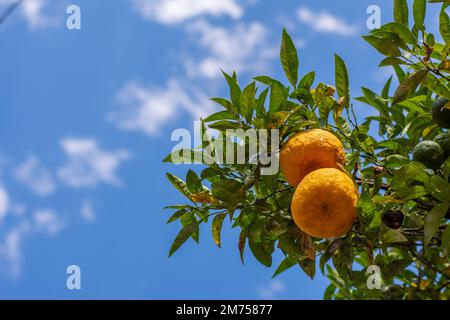 Mandarin tree under blue sky Stock Photo - Alamy