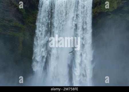 Seagull bird flying through powerful Skogafoss waterfall in summer at ...