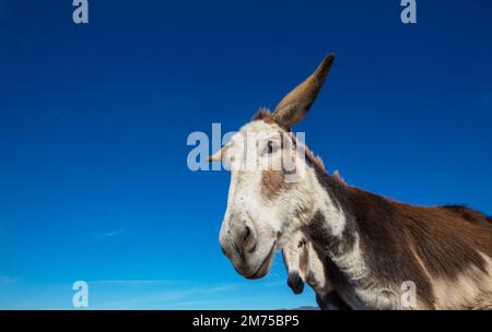Pretty donkey close up in the Mexico Stock Photo - Alamy