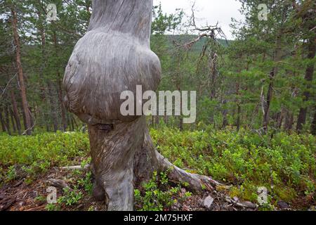 Tree canker on birch, Lemmenjoki National Park, Lapland, Finland Stock ...