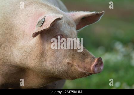 Pig (Sus domesticus) adult animal sleeping in a muddy farm field ...