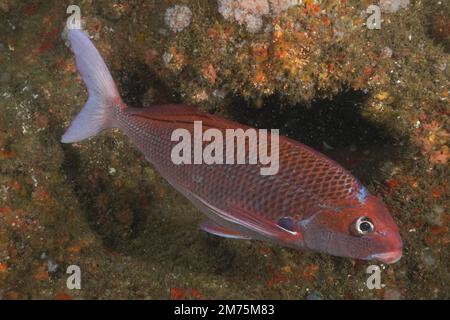 Natal fingerfin (Chirodactylus jessicalenorum), endemic bony fish ...